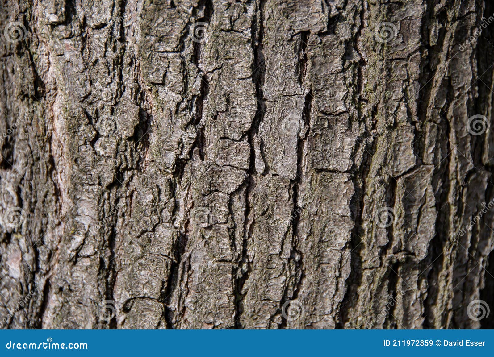 The Structure of a Tree Bark of a Conifer Stock Image - Image of ...