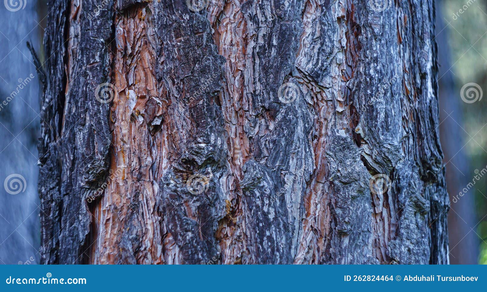 The structure of tree bark stock photo. Image of wooden - 262824464