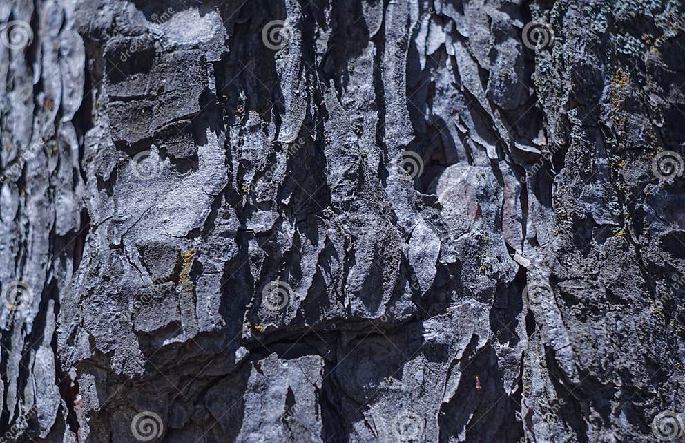 The structure of tree bark stock photo. Image of forest - 262826022