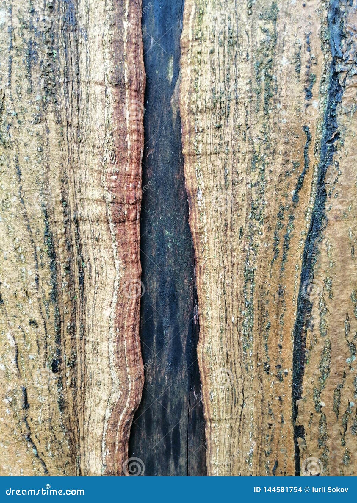 The Structure of the Tree Bark Stock Photo - Image of wallpaper, nature ...