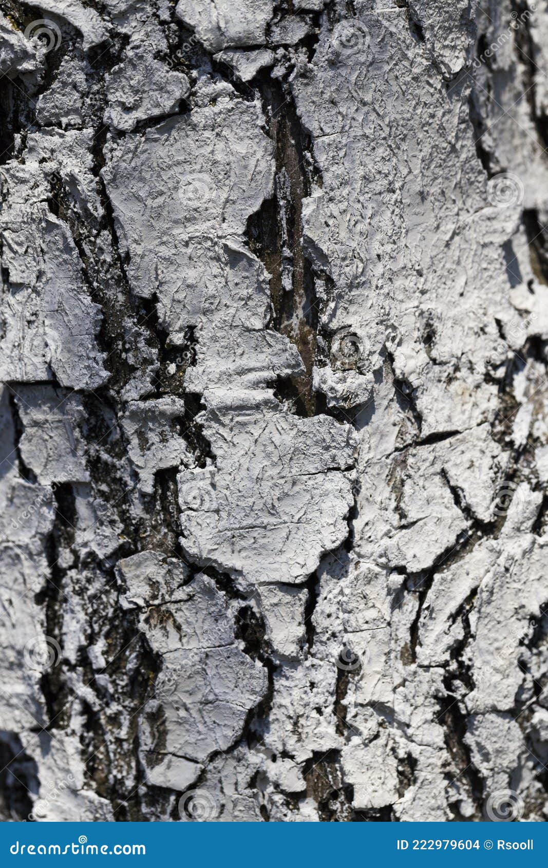 The Structure of the Tree Bark Stock Photo - Image of organic, pests ...