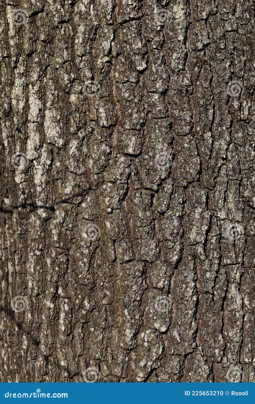 The Structure of the Tree Bark Stock Photo - Image of background ...