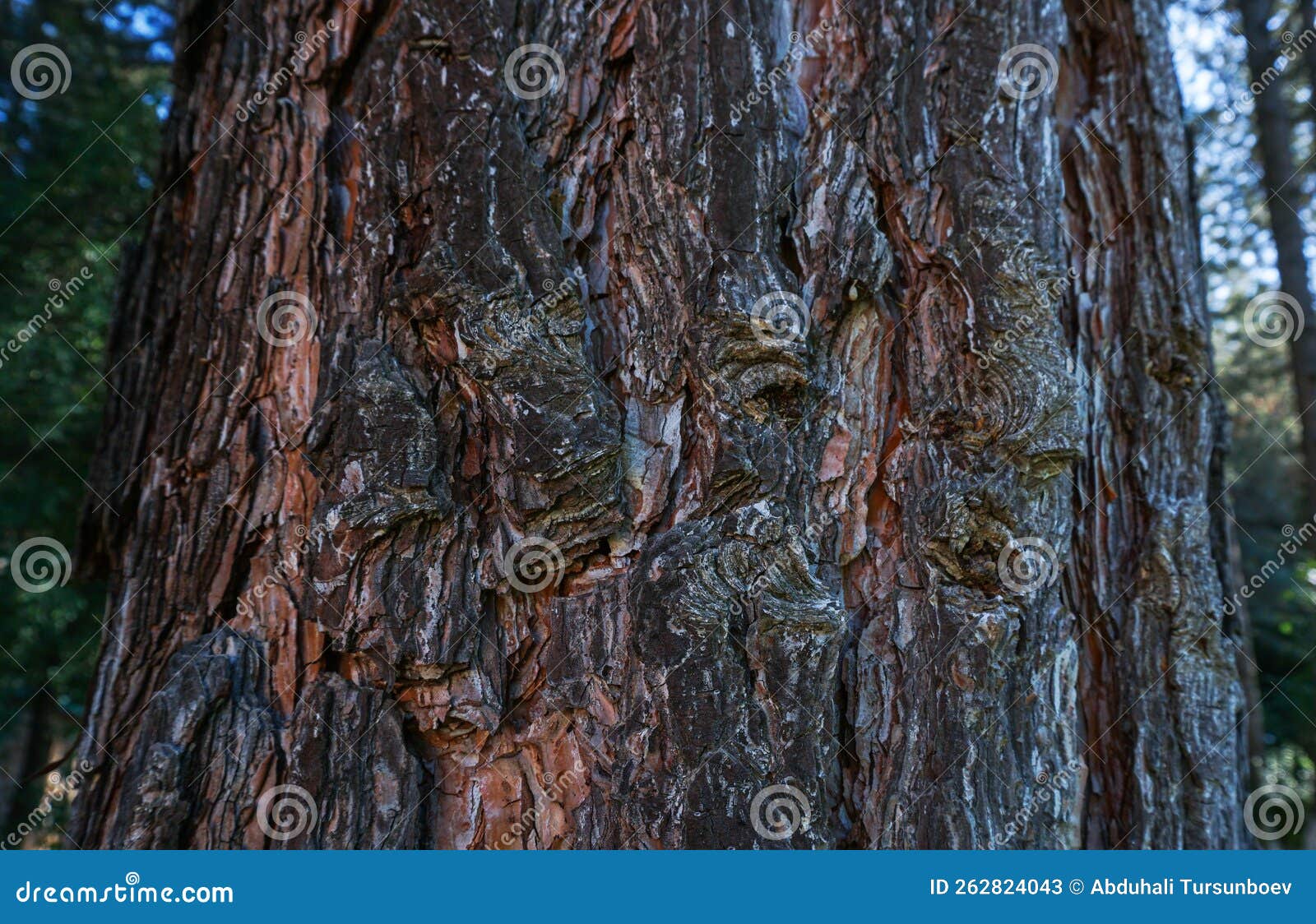 The structure of tree bark stock image. Image of natural - 262824043