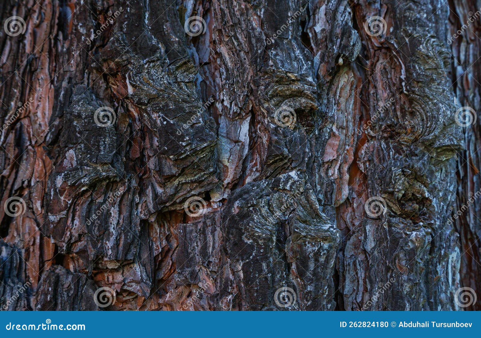 The structure of tree bark stock photo. Image of design - 262824180