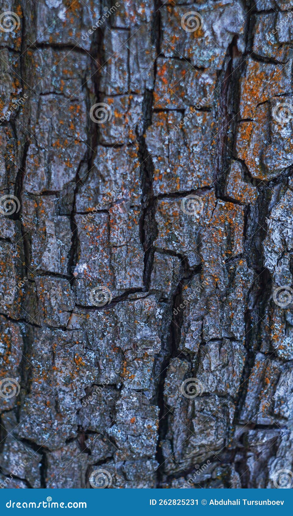 The structure of tree bark stock image. Image of wooden - 262825231