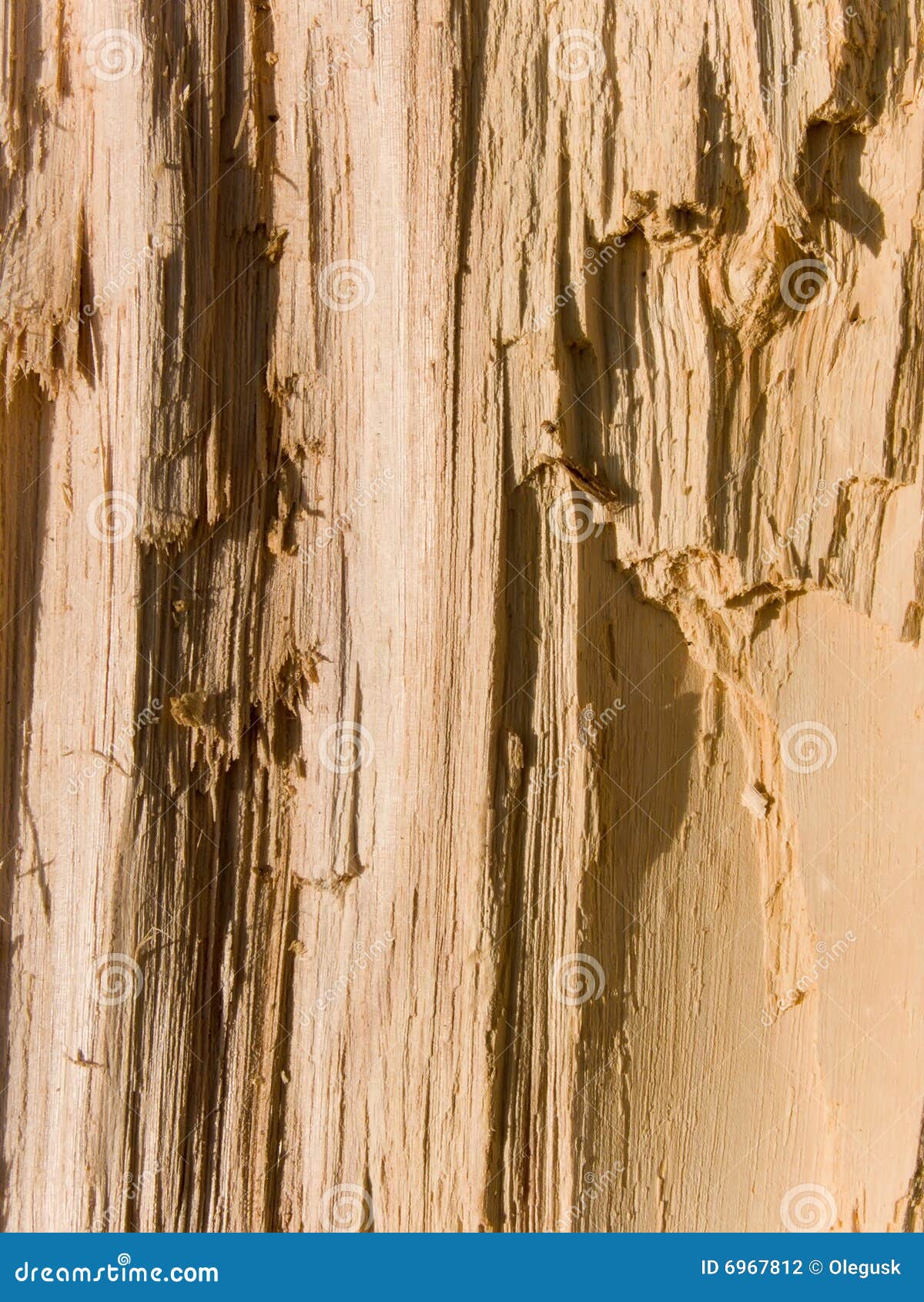 Structure of a Tree Deciduous Stock Photo - Image of preparation, trunk ...