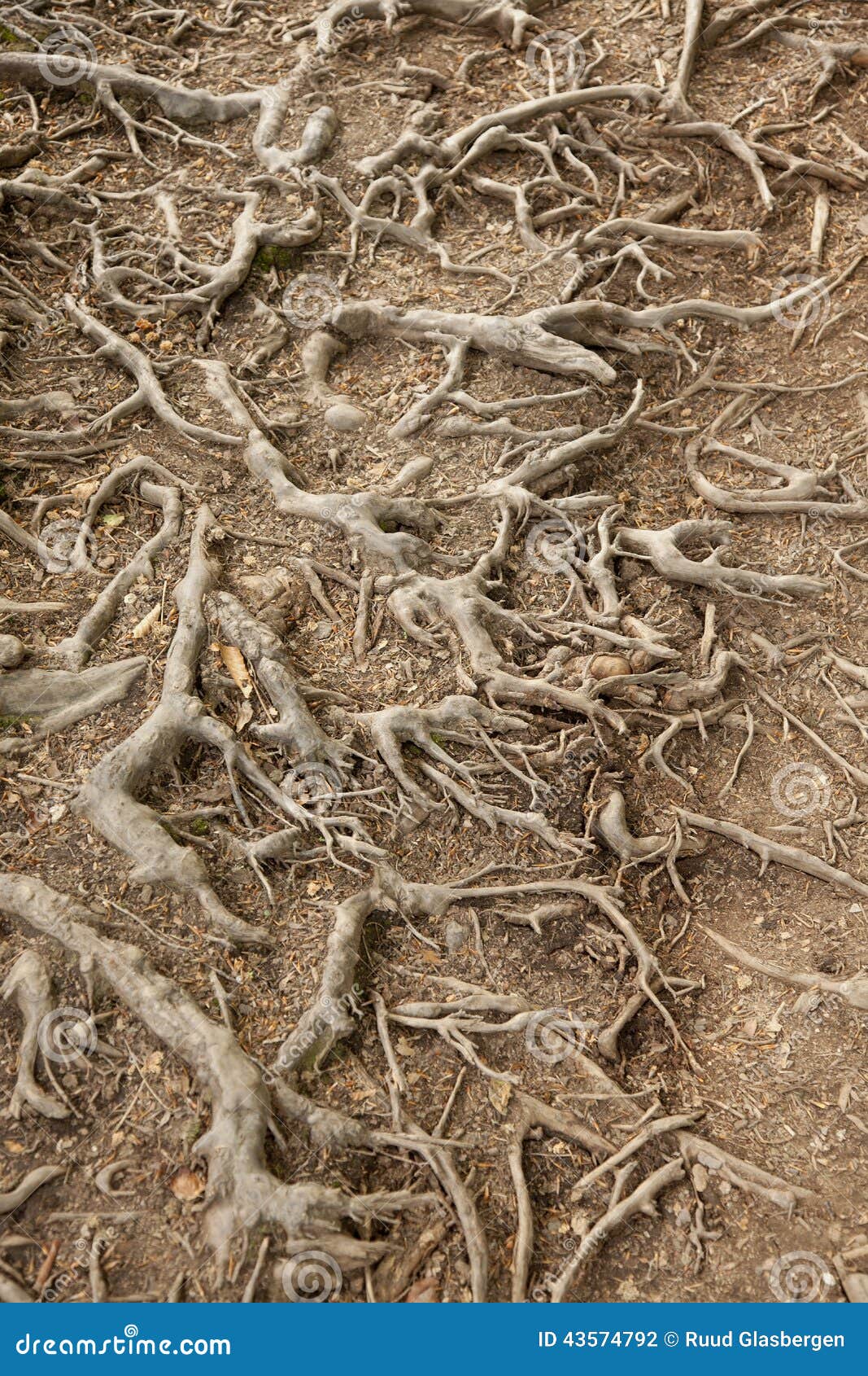 Structure of tree roots stock photo. Image of force, liveliness - 43574792
