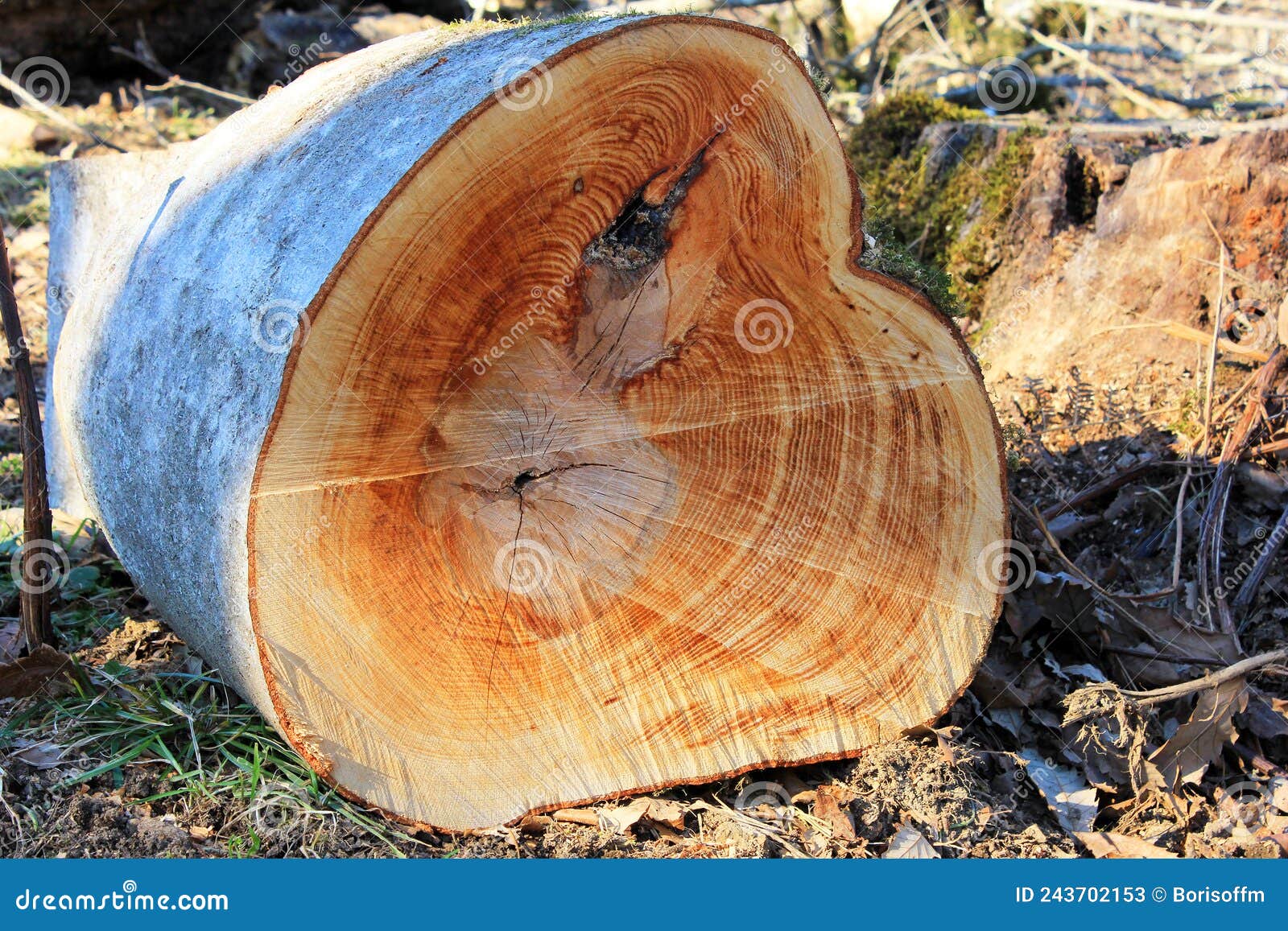 A Good Sawn Tree in the Forest Stock Image - Image of environment ...