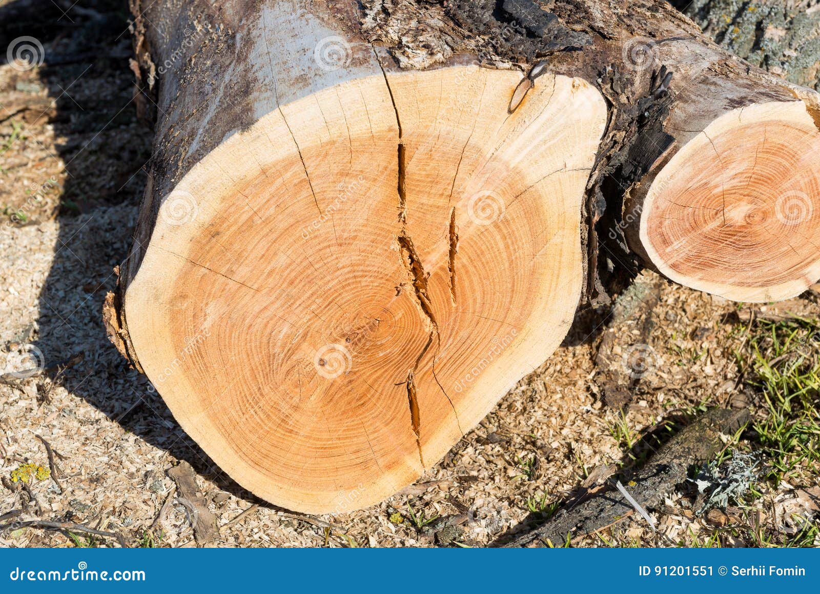 The Structure of the Tree in a Section. a Huge Log Close Up. Raw ...