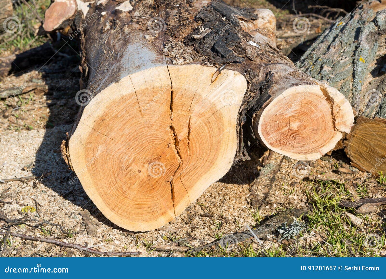 The Structure of the Tree in a Section. a Huge Log Close Up. Raw ...