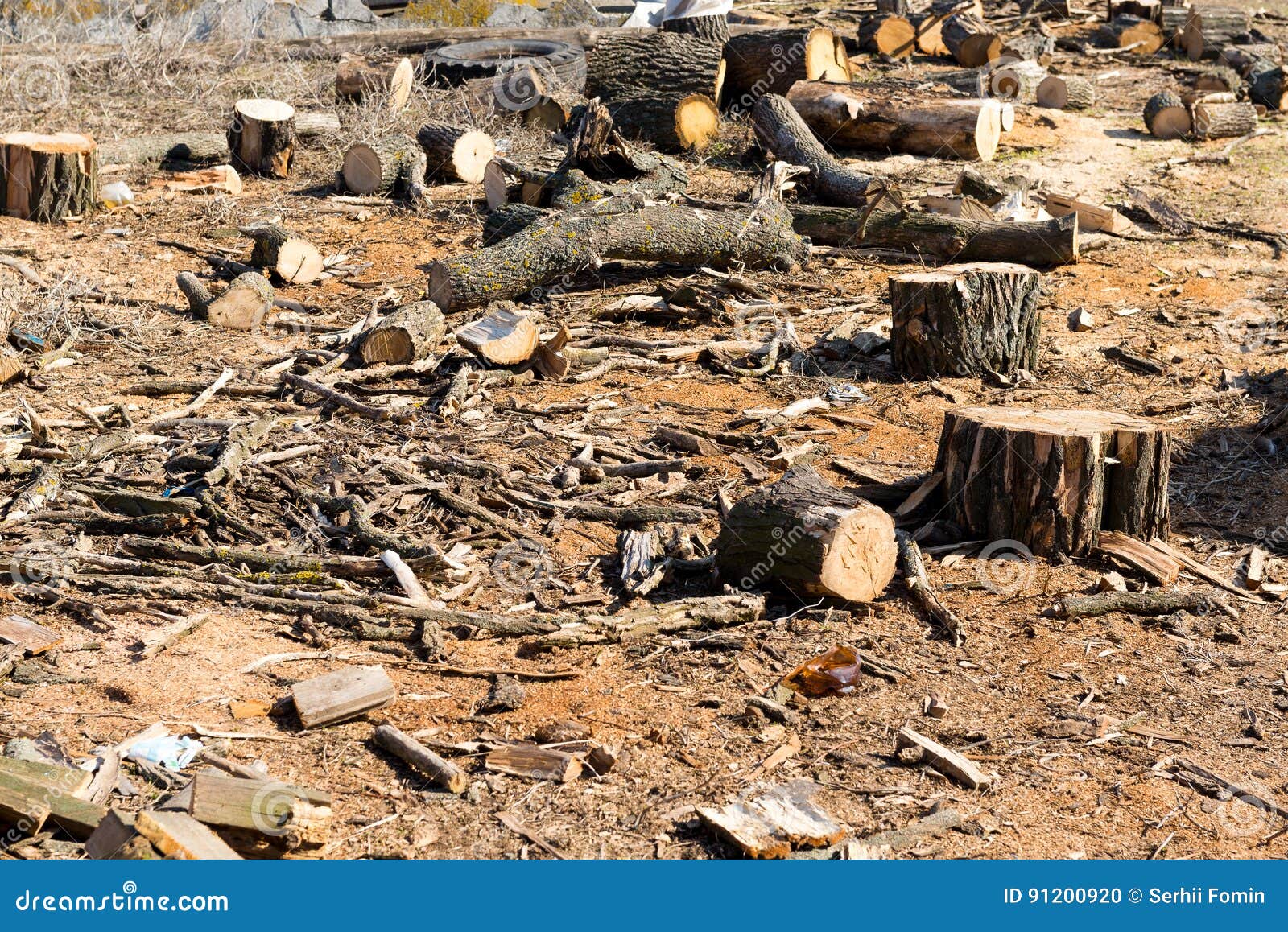 The Structure of the Tree in a Section. Raw Materials for Heating the ...