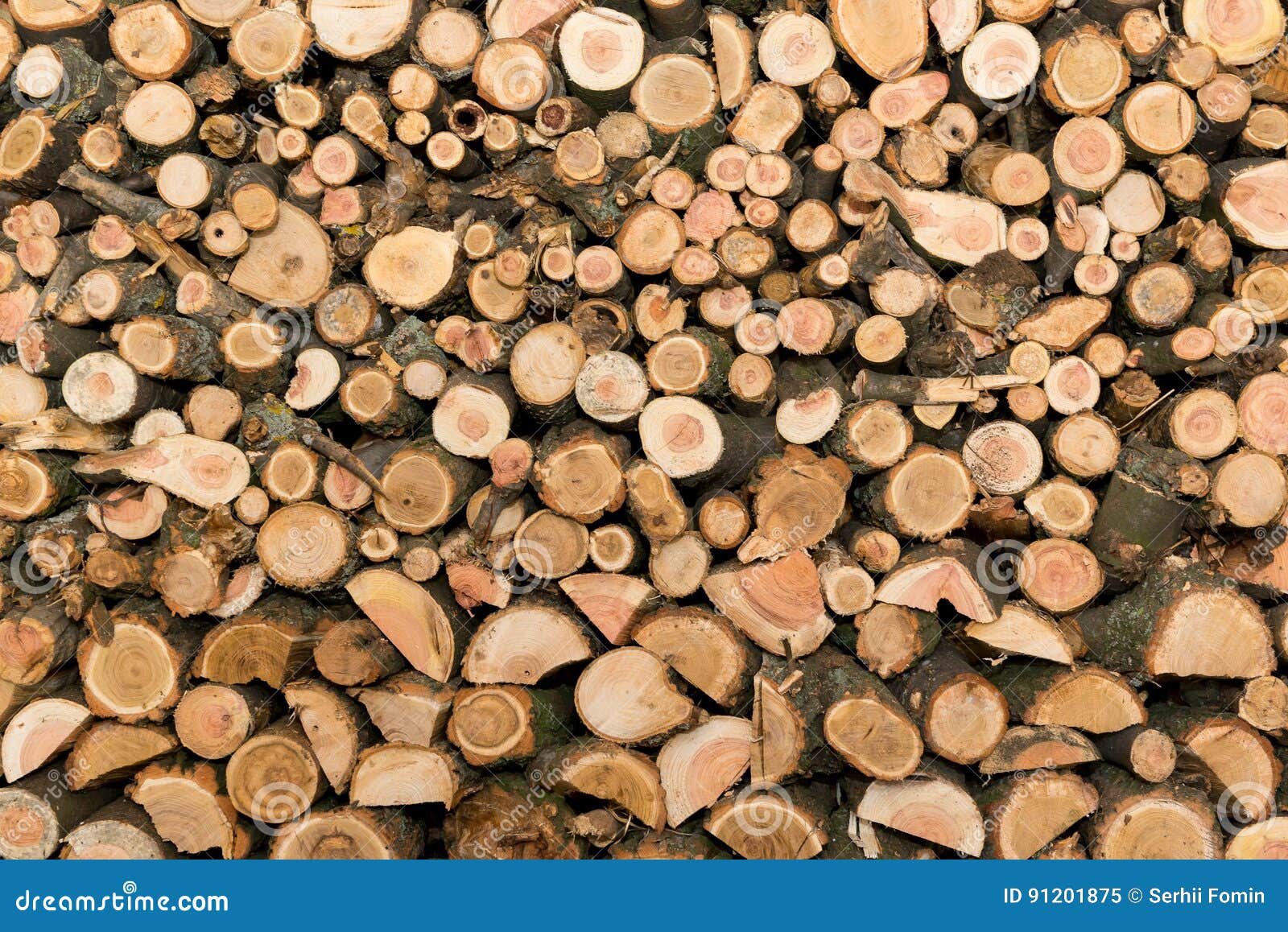 The Structure of the Tree in a Section. Raw Materials for Heating the ...