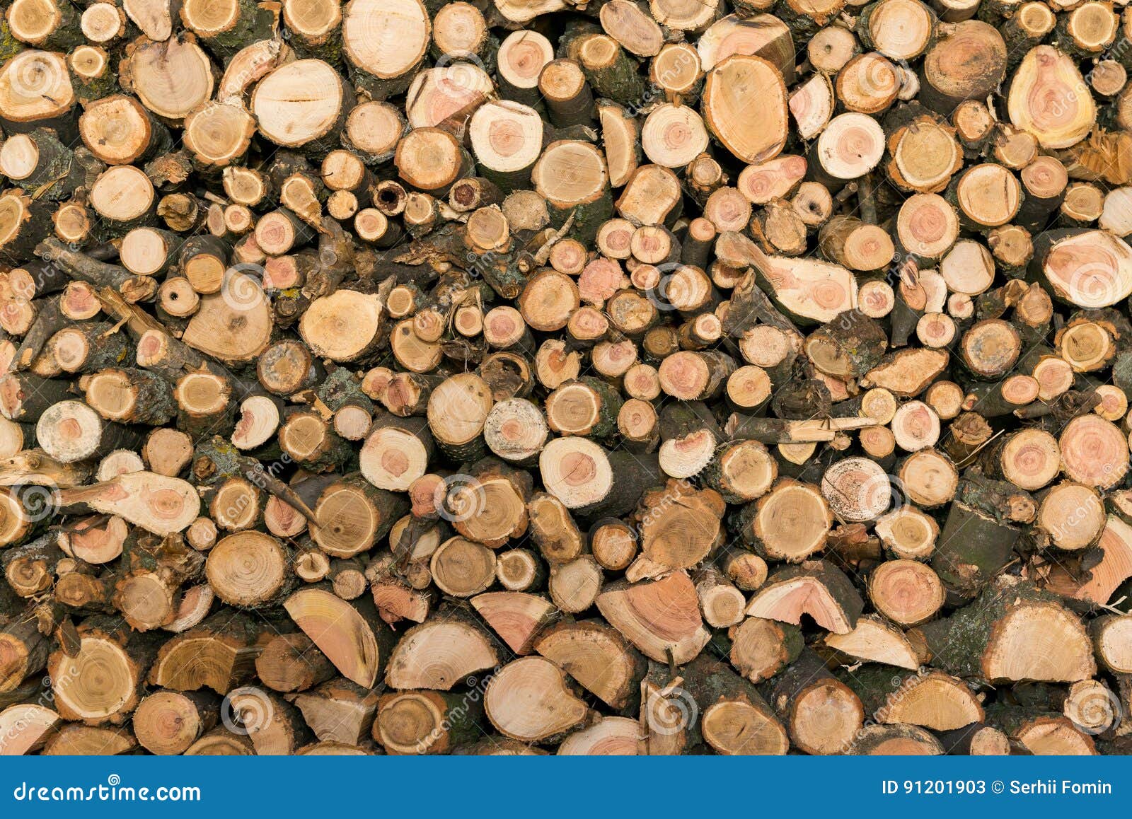 The Structure of the Tree in a Section. Raw Materials for Heating the ...