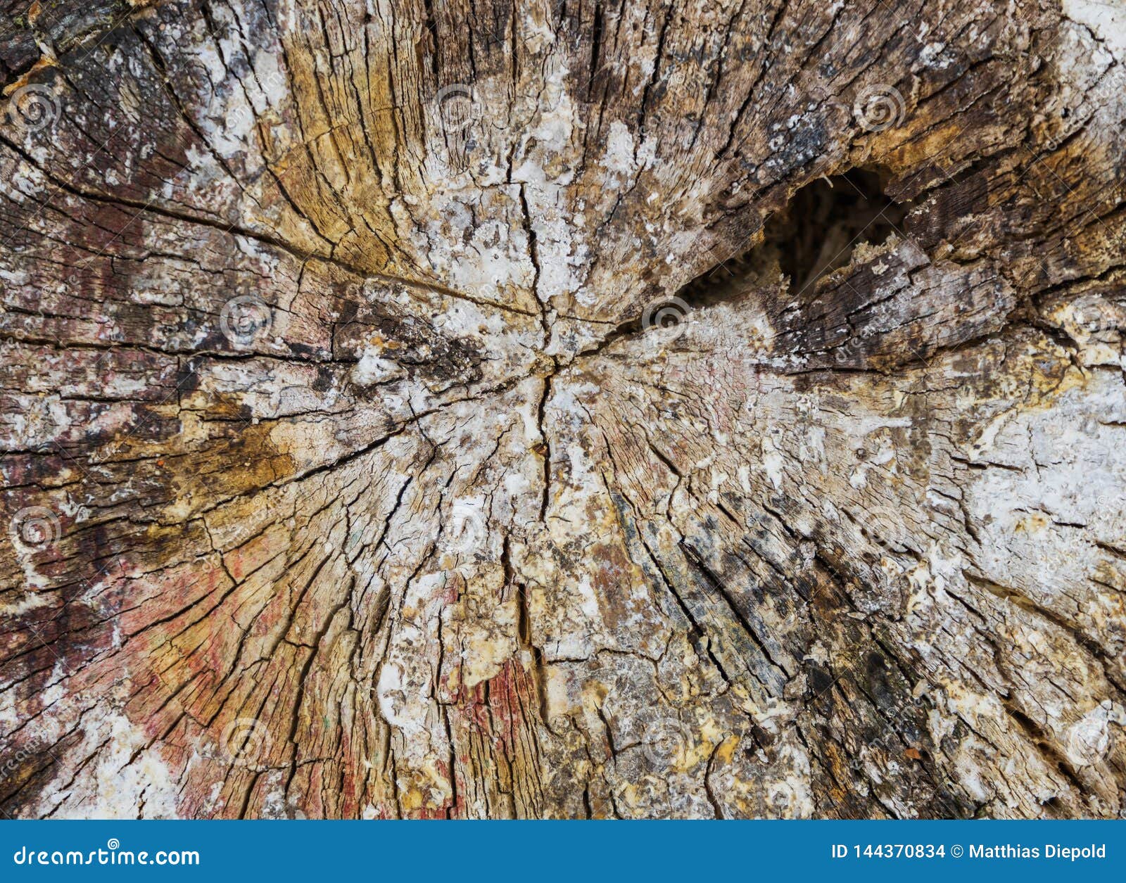 Structure of a tree stump stock photo. Image of bark - 144370834