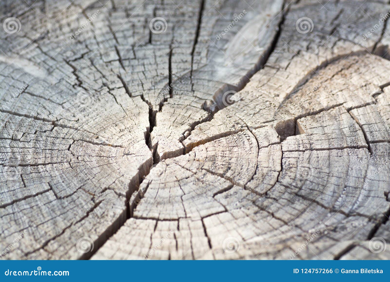 The Structure of the Tree. Stump of Old Wood in a Cut, Stock Photo ...