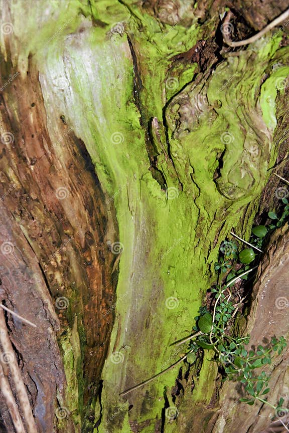 Structure of Tree Trunk with Bright Green Layer Stock Image - Image of ...