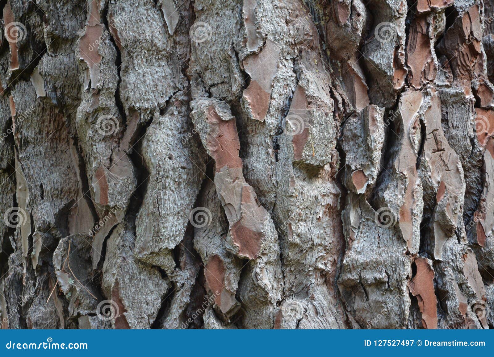 Structure of tree trunk stock image. Image of trunk - 127527497