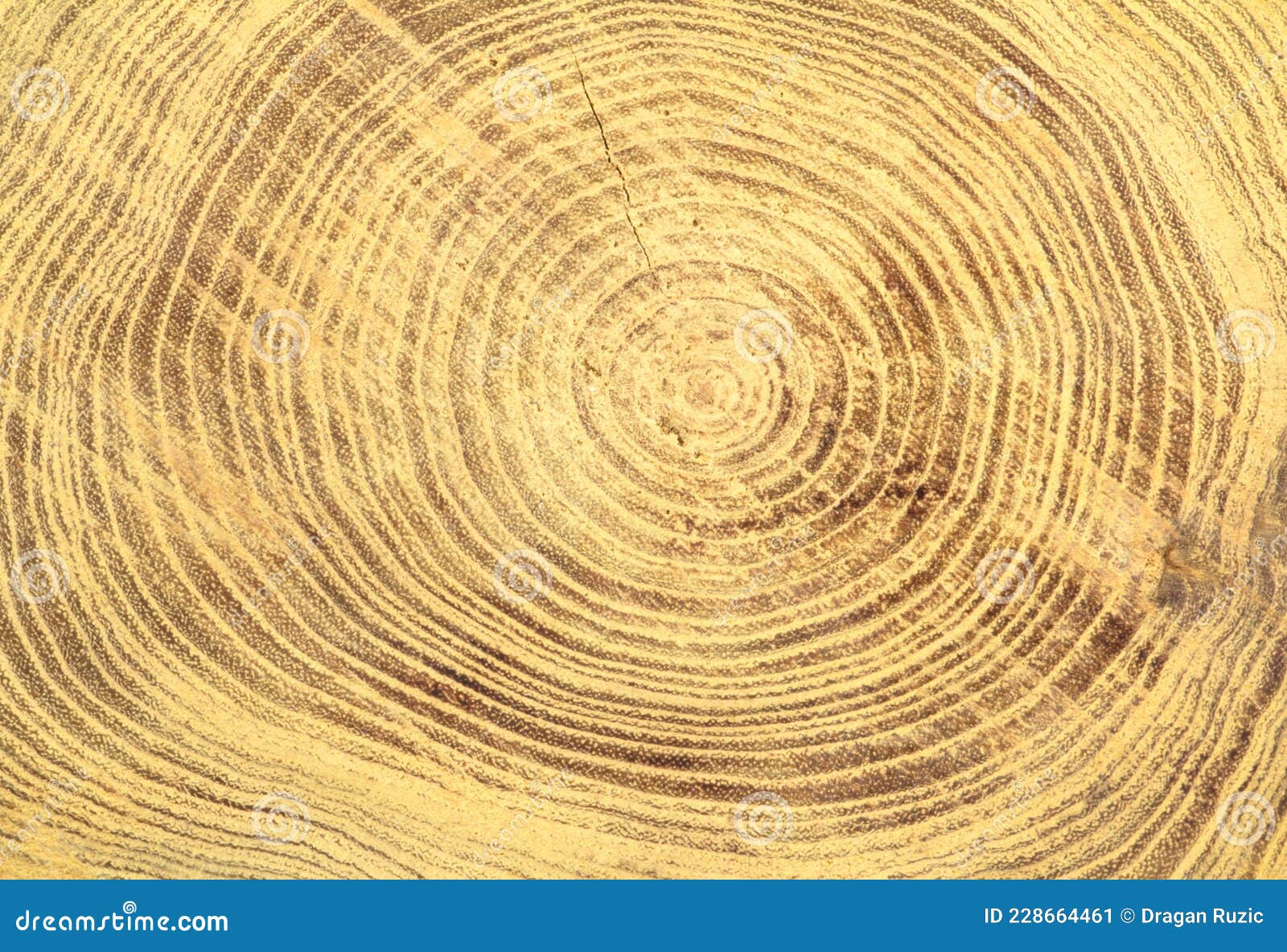 Structure of Trees when Cut. Stock Image - Image of isolated, nature ...