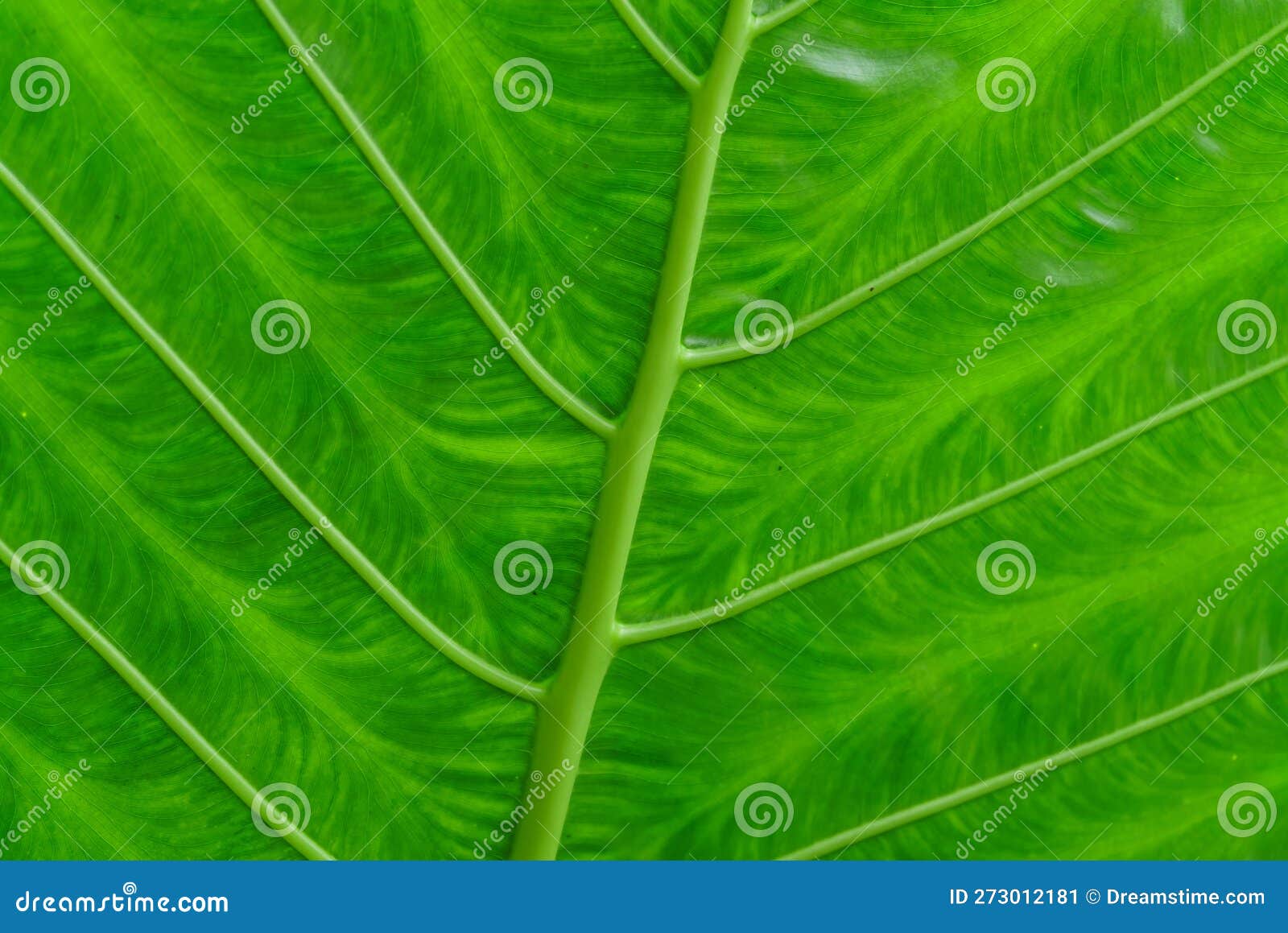 Structure of a Tropical Leaf Close Up Stock Image - Image of spring ...