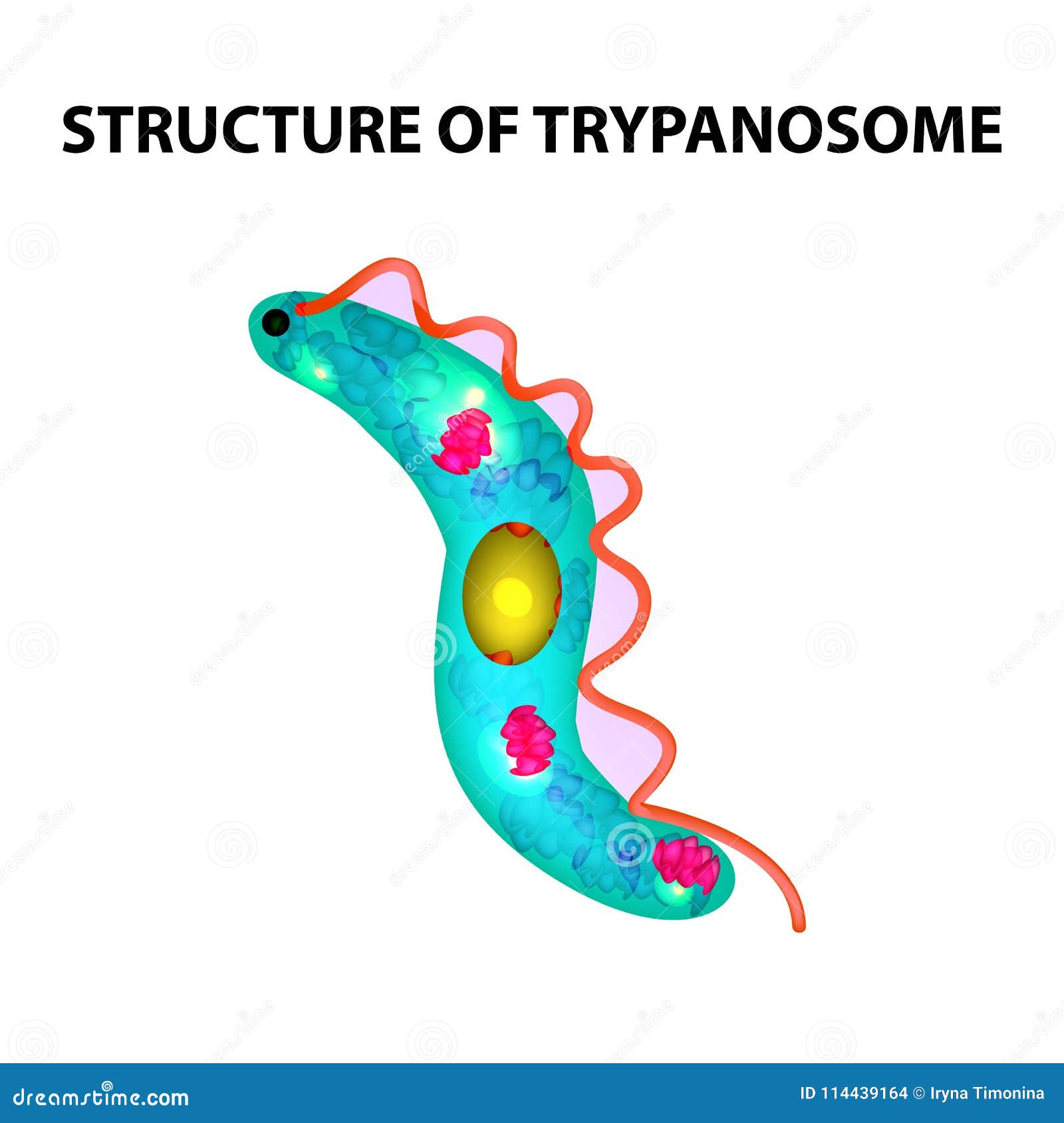 The Structure of Trypanosome. Infographics. Vector Illustration on ...