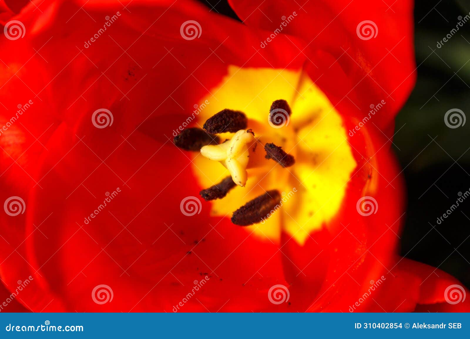 Structure of a tulip bud stock photo. Image of lily - 310402854