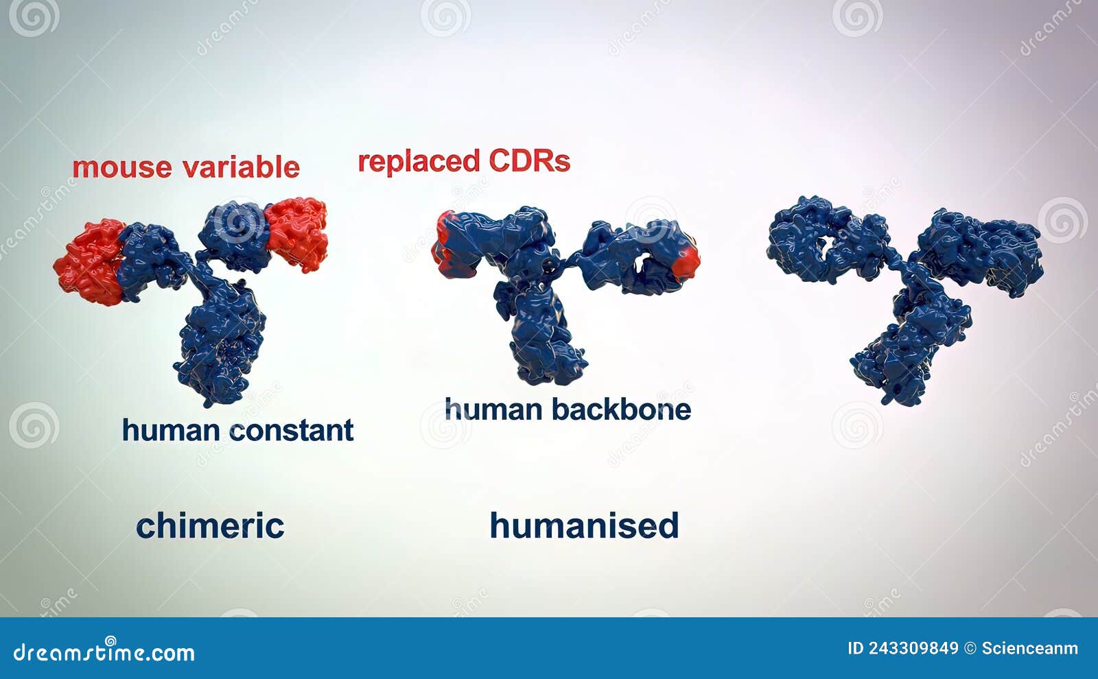 The Structure of a Typical Antibody Molecule.Antibodies and Amino Acids ...