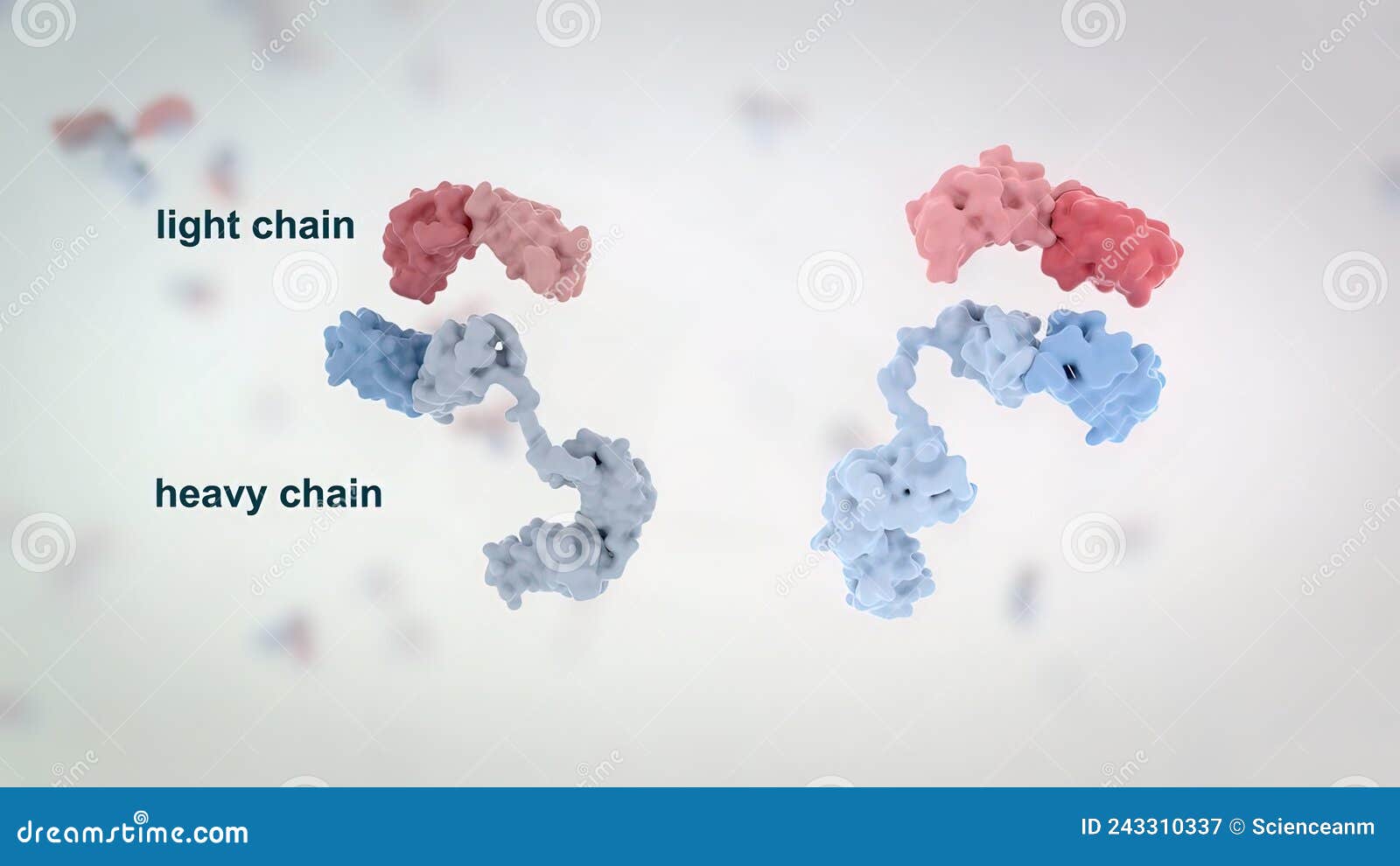 The Structure of a Typical Antibody Molecule.Antibodies and Amino Acids ...