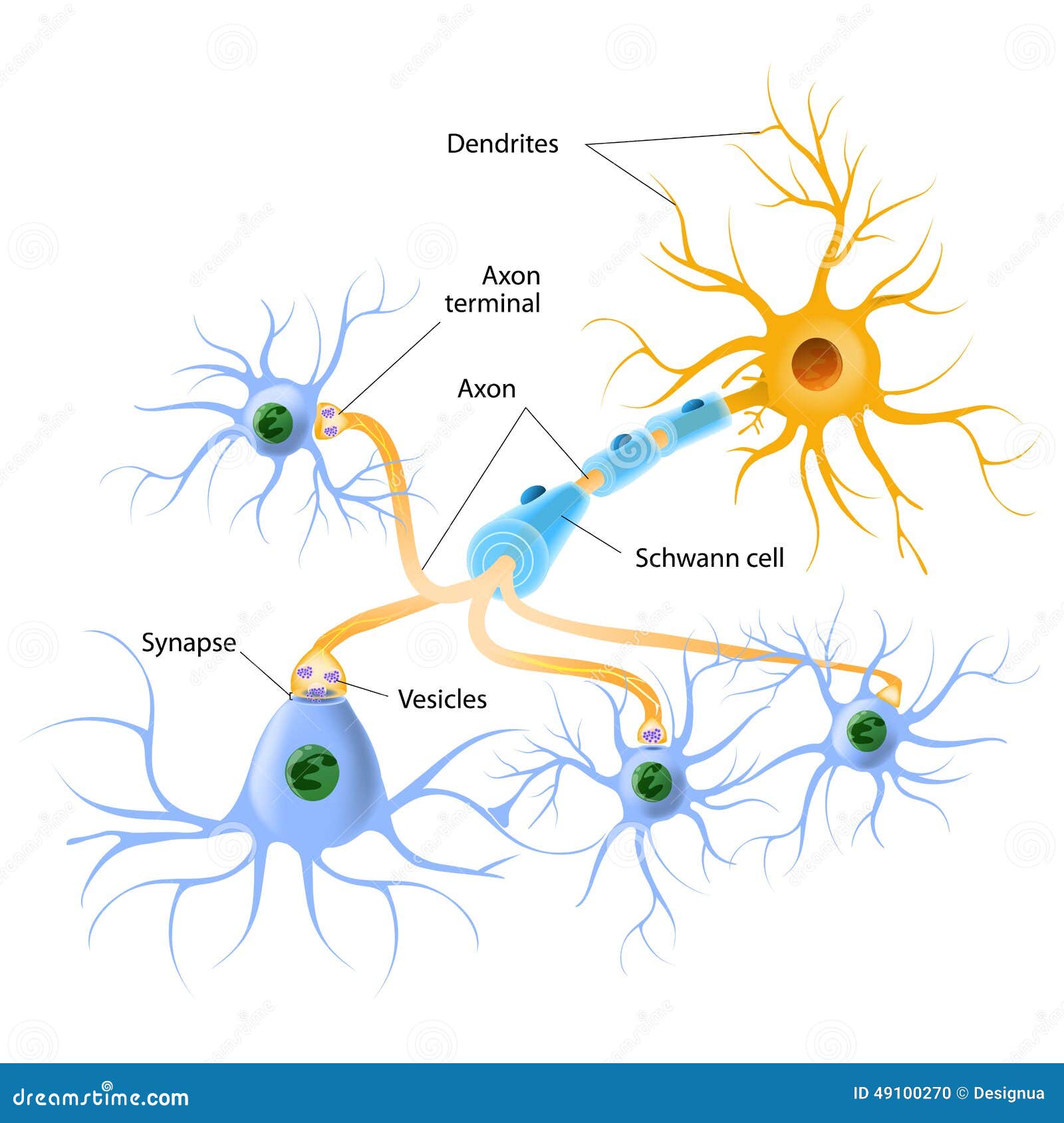 Chemical Synapse Structure. Neuron Communication Cartoon Vector ... Chemical Synapse Structure. Neuron Communication Cartoon Vector ...