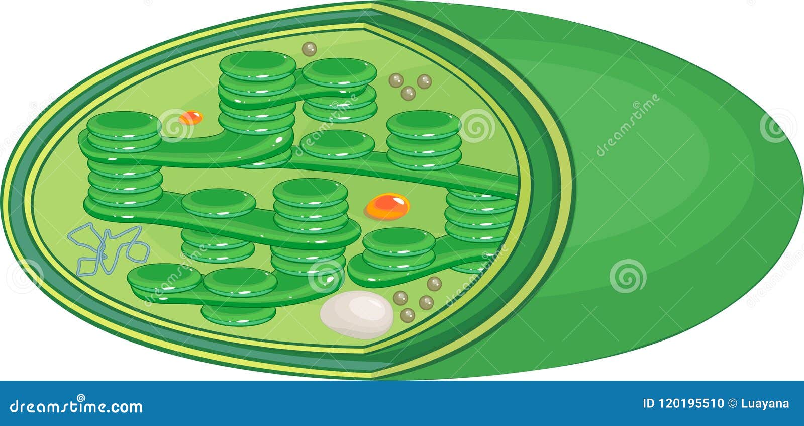 Structure Chloroplast Stock Illustrations – 166 Structure Chloroplast ...