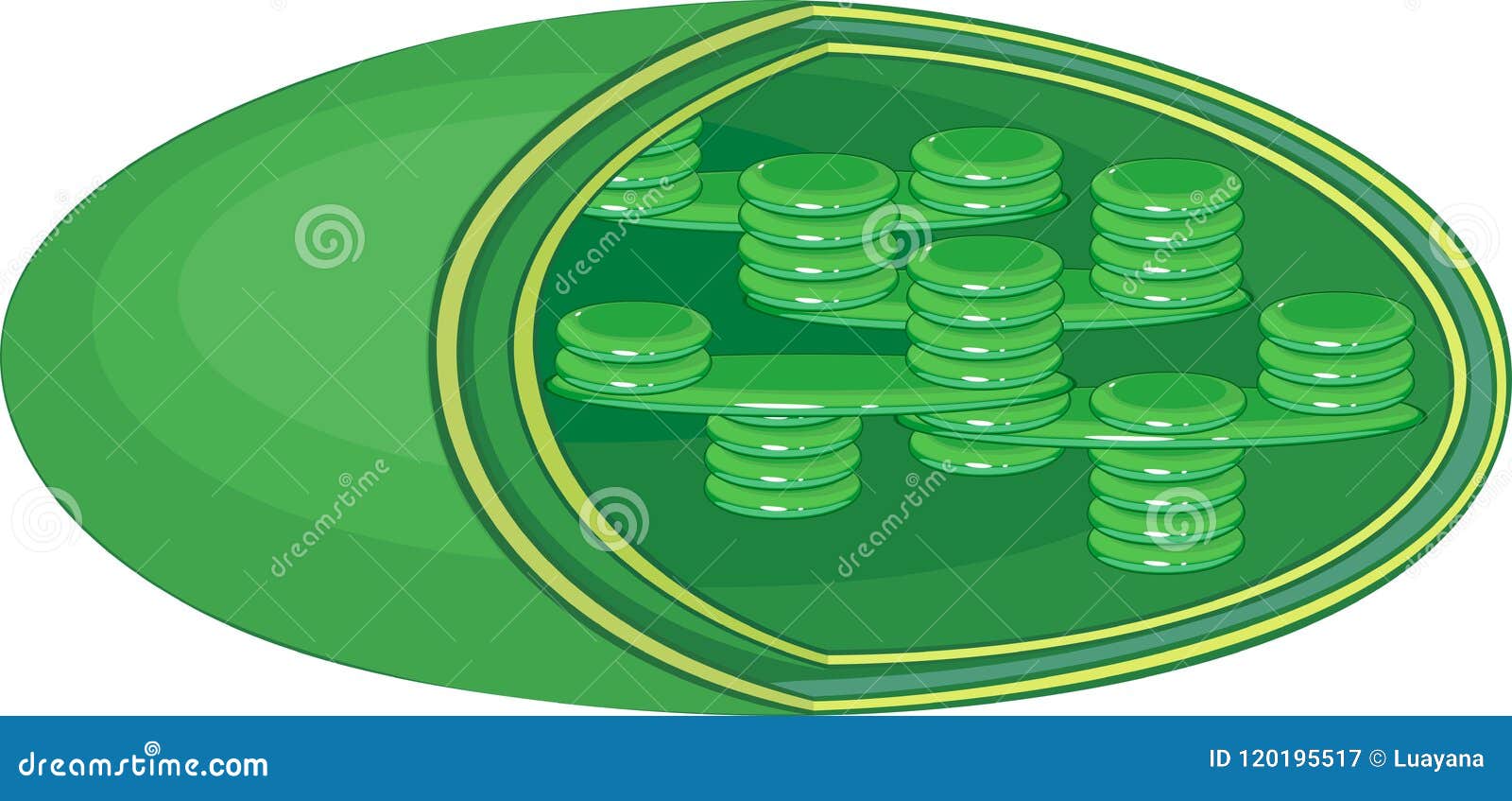 Structure Of A Typical Cell. Cartoon Vector | CartoonDealer.com #103474019