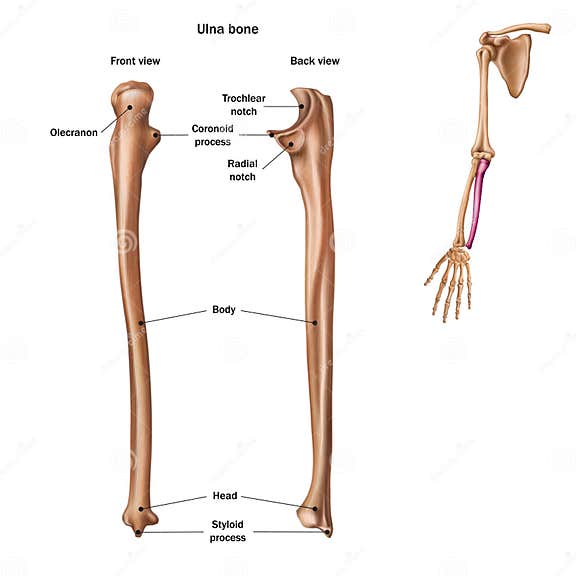 The Structure of the Ulna Bone with the Name and Description of All ...