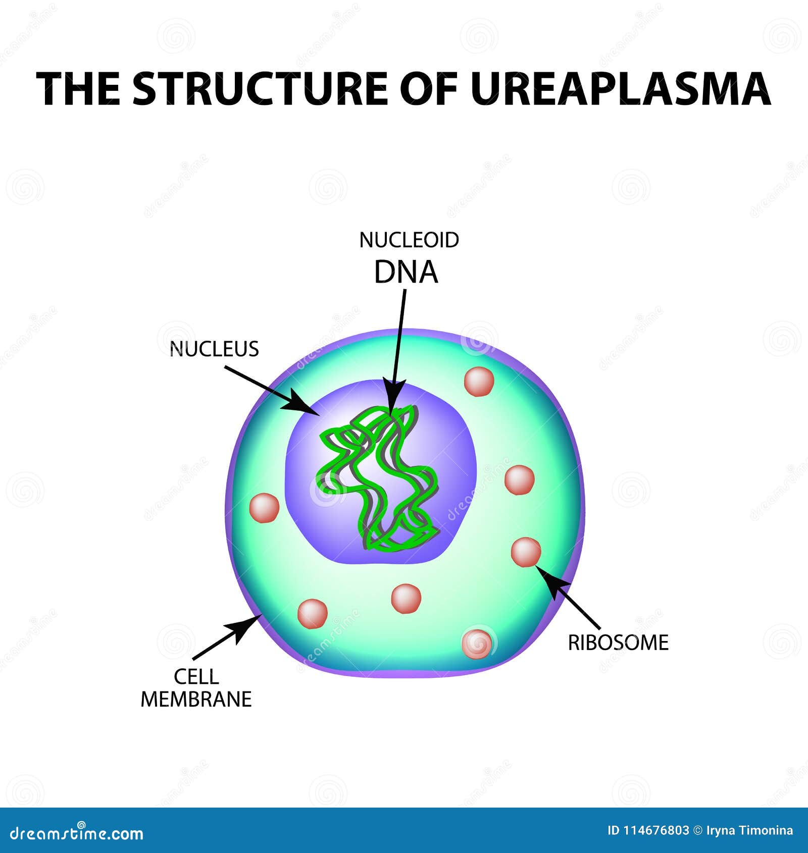 The Structure Of Ureaplasma. Infographics. Vector Illustration On ...