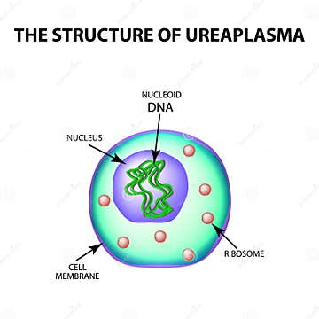 The Structure of Ureaplasma. Infographics. Vector Illustration on ...
