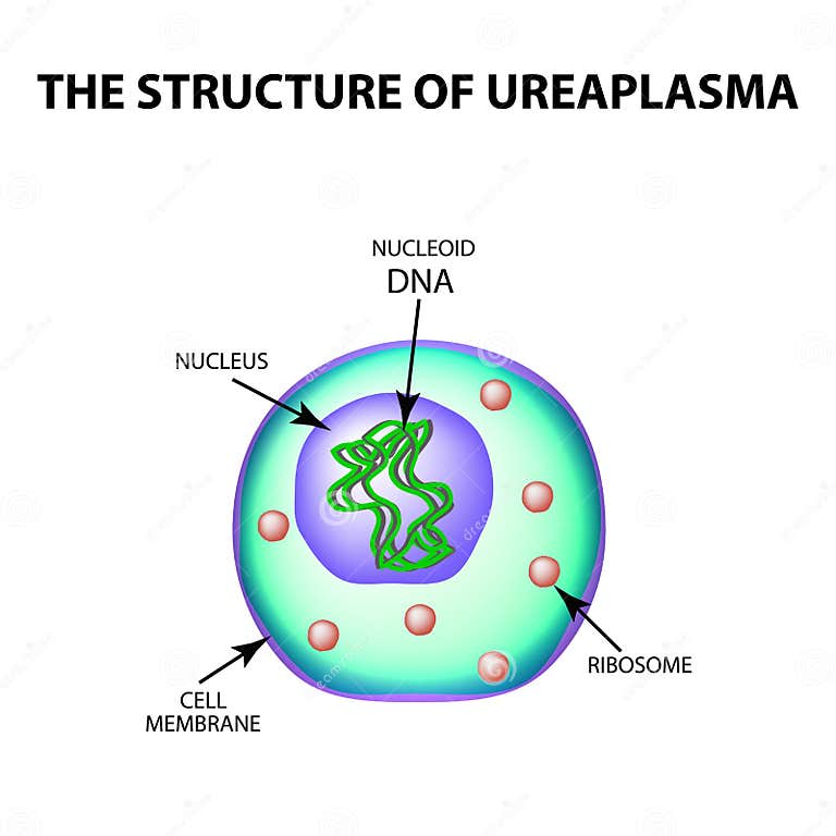 The Structure of Ureaplasma. Infographics. Vector Illustration on ...