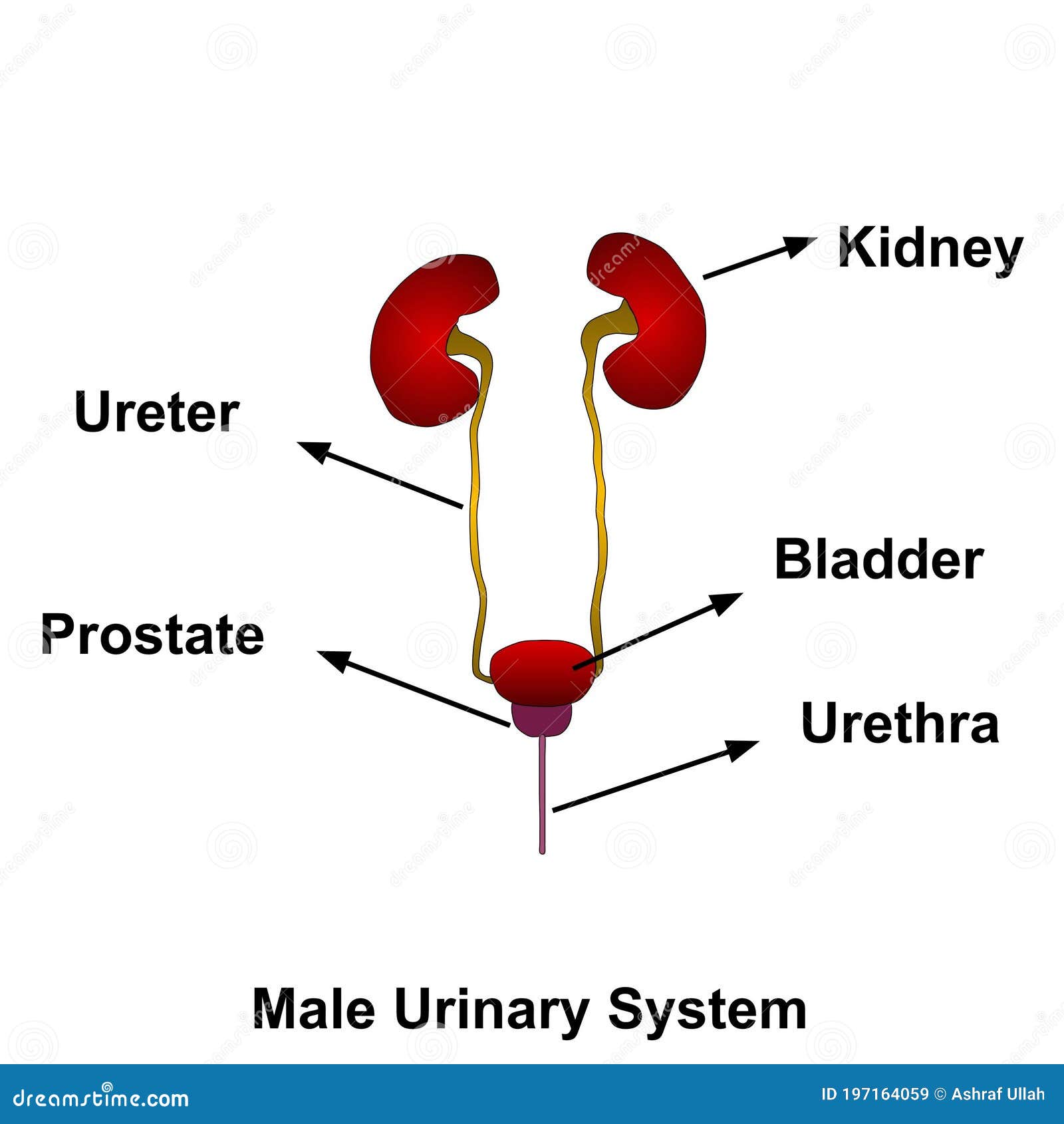 Structure of Urinary System, Urinary System Anatomy Isolated on White ... Structure of Urinary System, Urinary System Anatomy Isolated on White ...