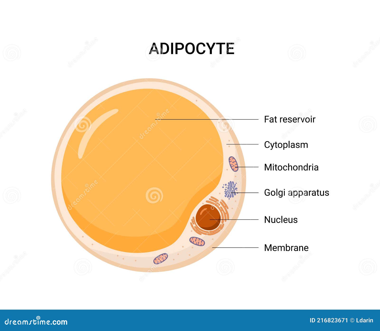 Structure Vectorielle De La Cellule Graisseuse Blanche. Illustration De ...