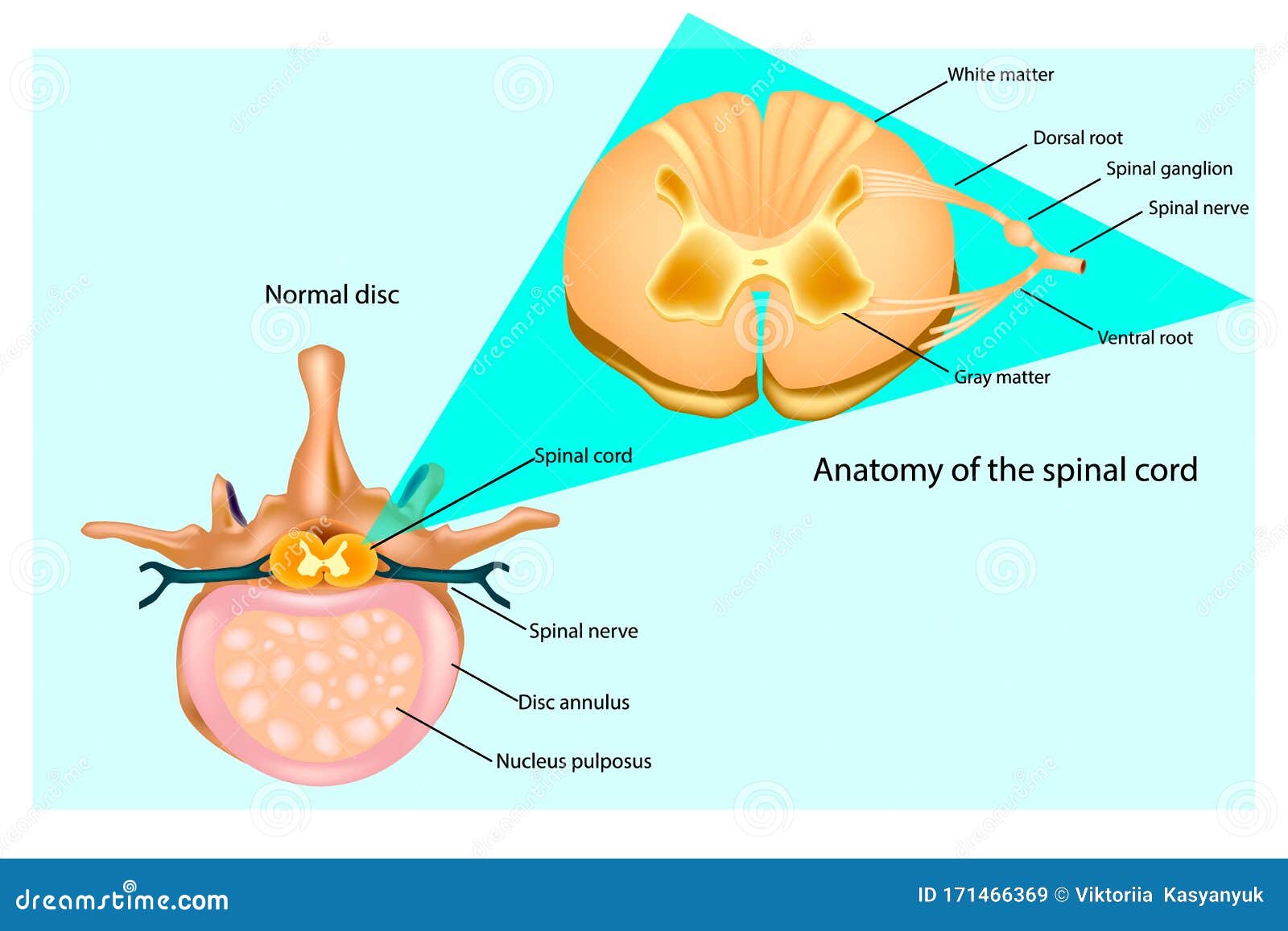 Structure of the Vertebral Column. Intervertebral Discs and Spinal Cord ...