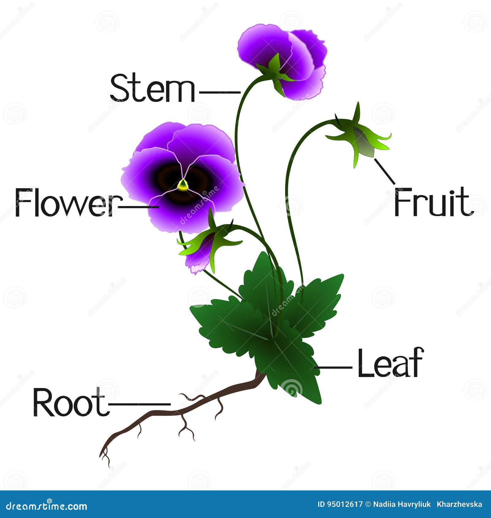 Structure of the Violets Flowers. Stock Vector - Illustration of grow ...