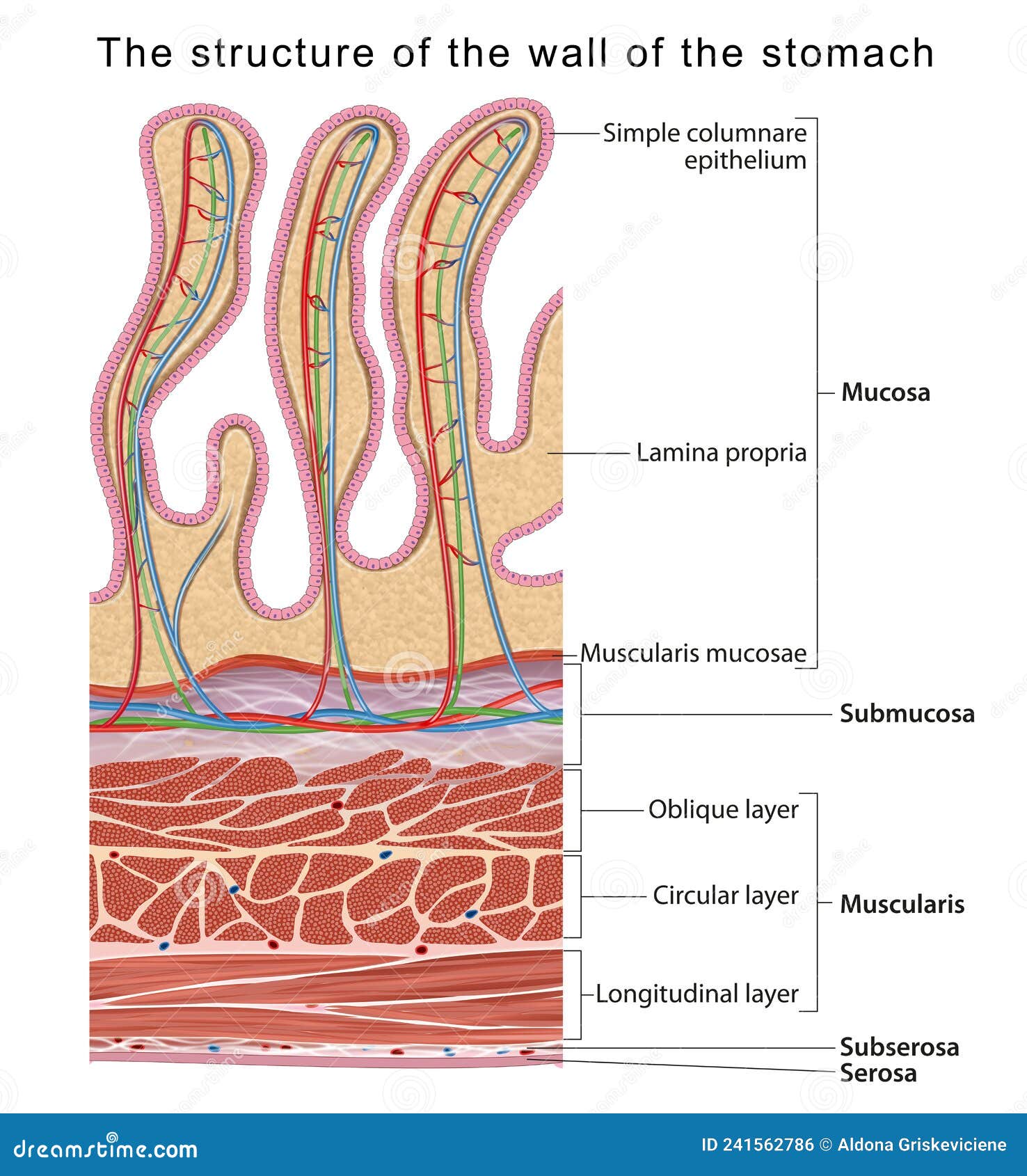 The Structure of the Wall of the Stomach Stock Photo - Image of ...