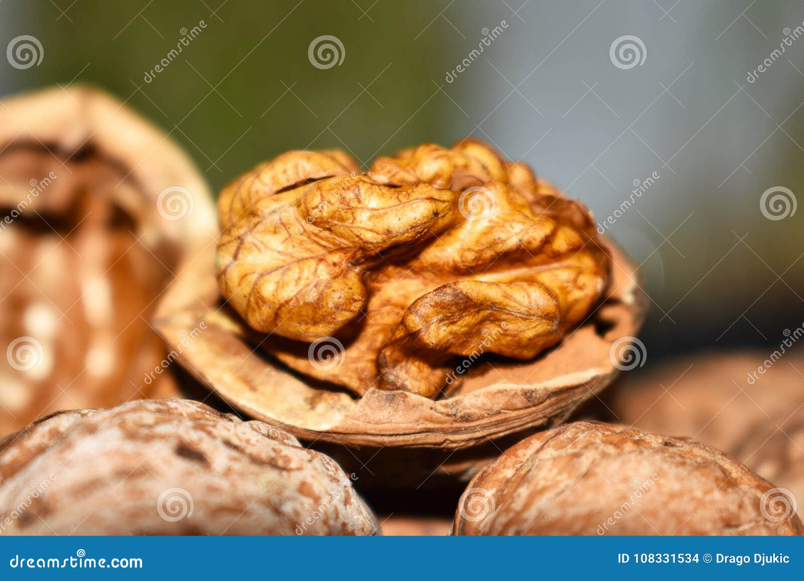 The structure of walnut stock photo. Image of forest - 108331534