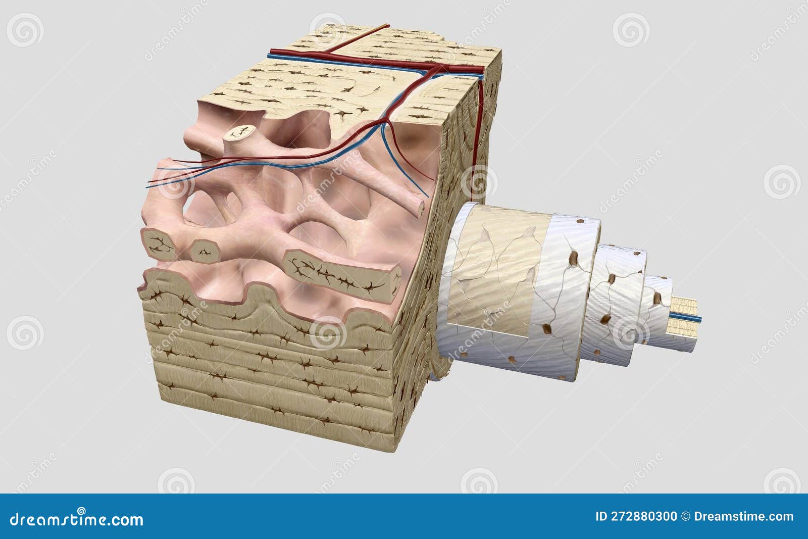 This Structure, Which is Formed by Cylindrical Units in the Bone Stock ...