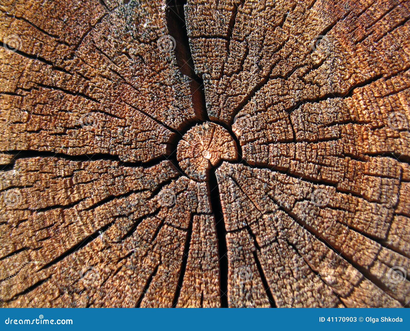 Structure of wood board stock image. Image of tree, annual - 41170903