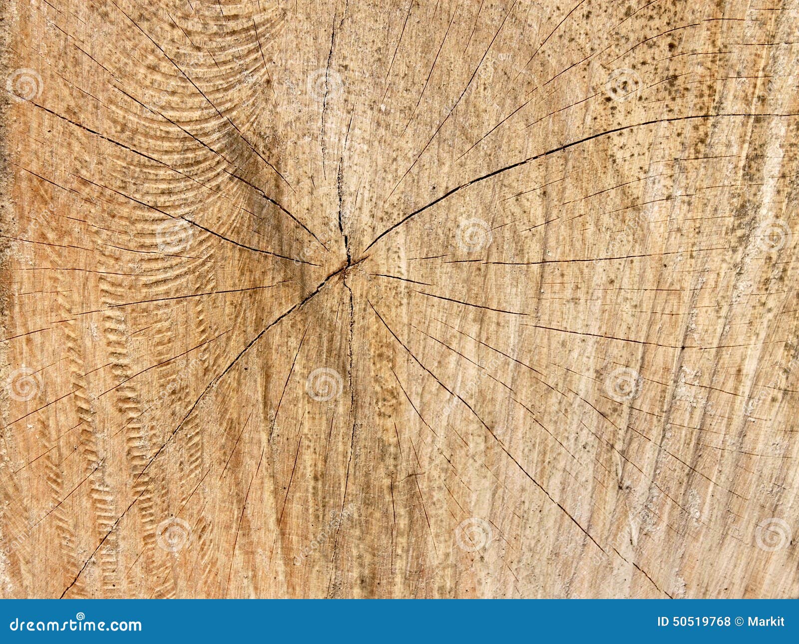 Structure of Wooden Cutting Log Stock Photo - Image of knot, closeup ...