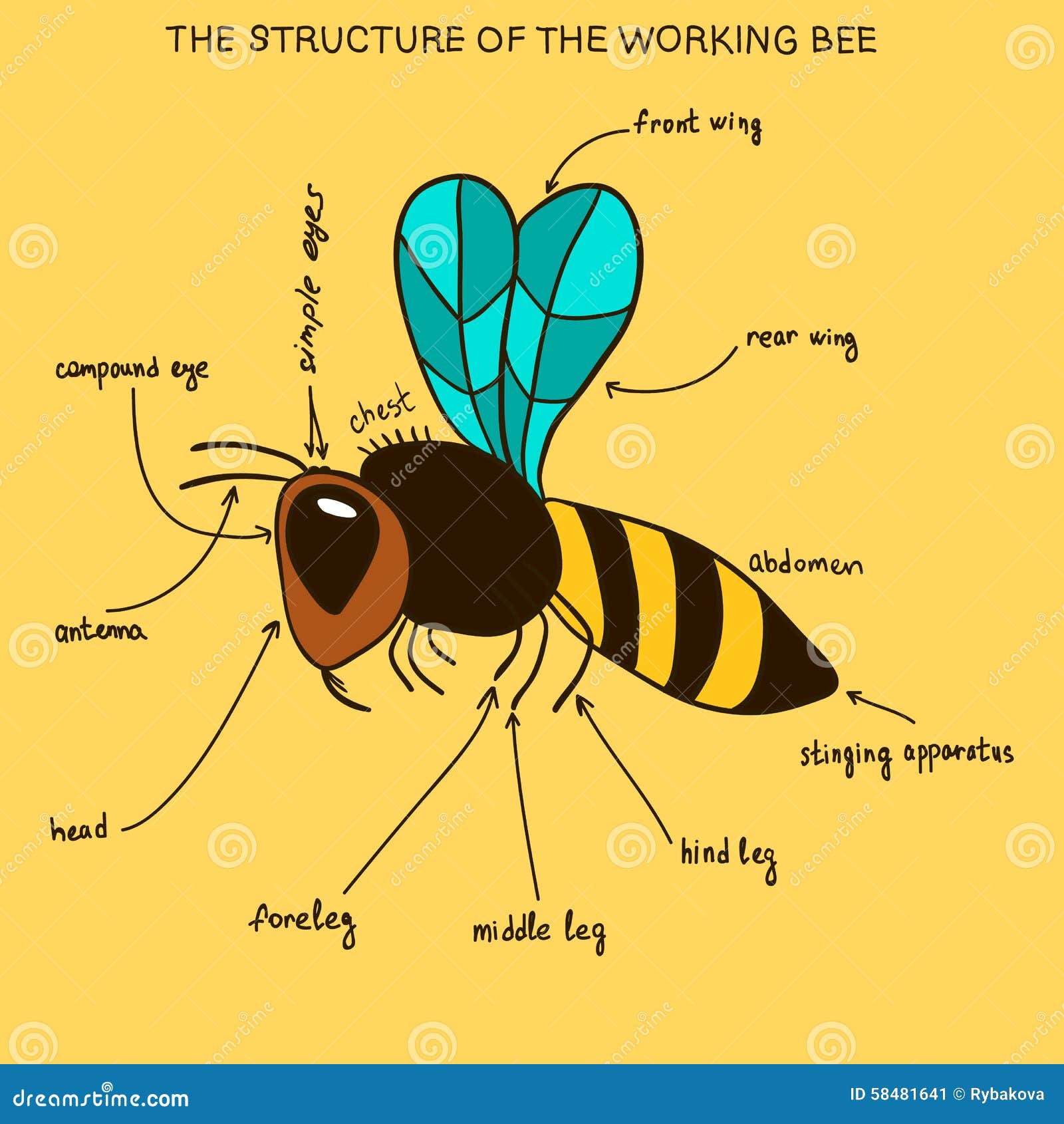 The Structure Of The Working Bee (doodle) Stock Illustration - Image ...