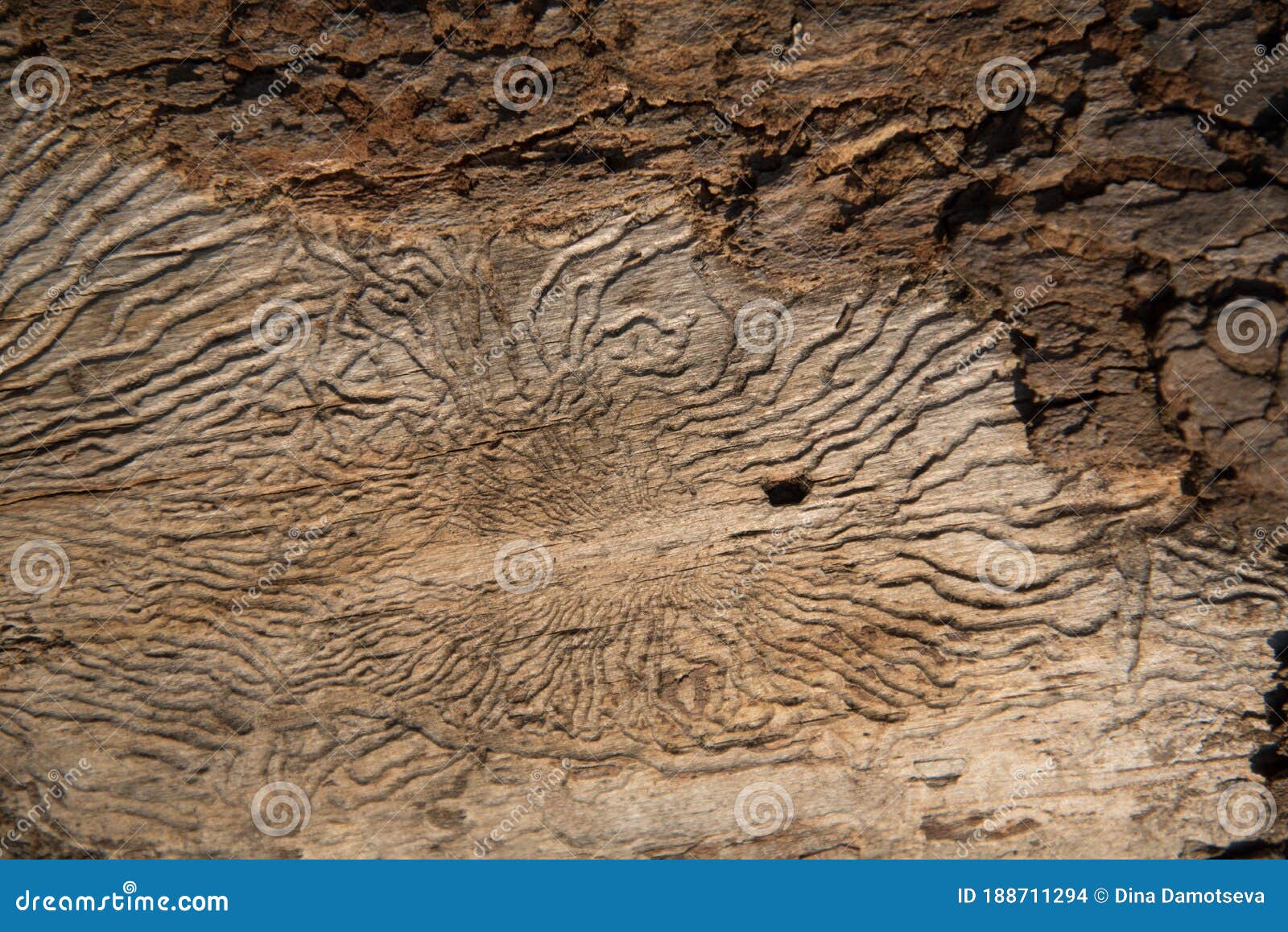 Structure of a Worm-eaten Tree. Insect Passages, Natural Pattern ...