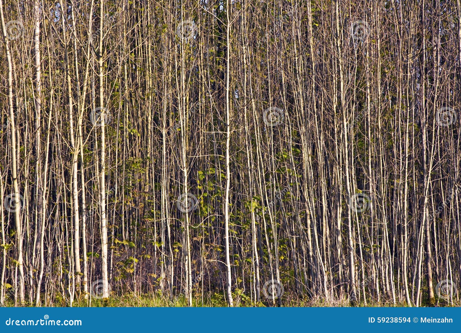 Structured Forest with Small Trees Stock Photo - Image of colorful ...