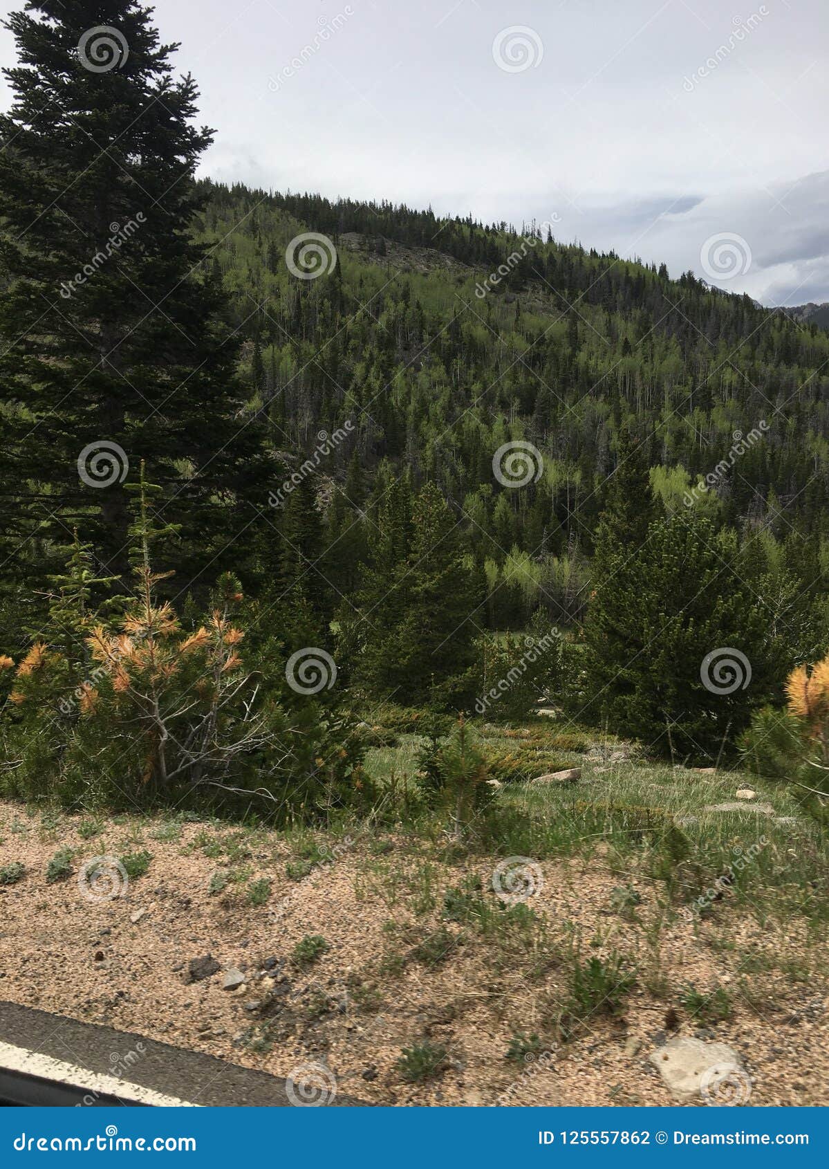 Structured Trees stock photo. Image of trees, beauty - 125557862