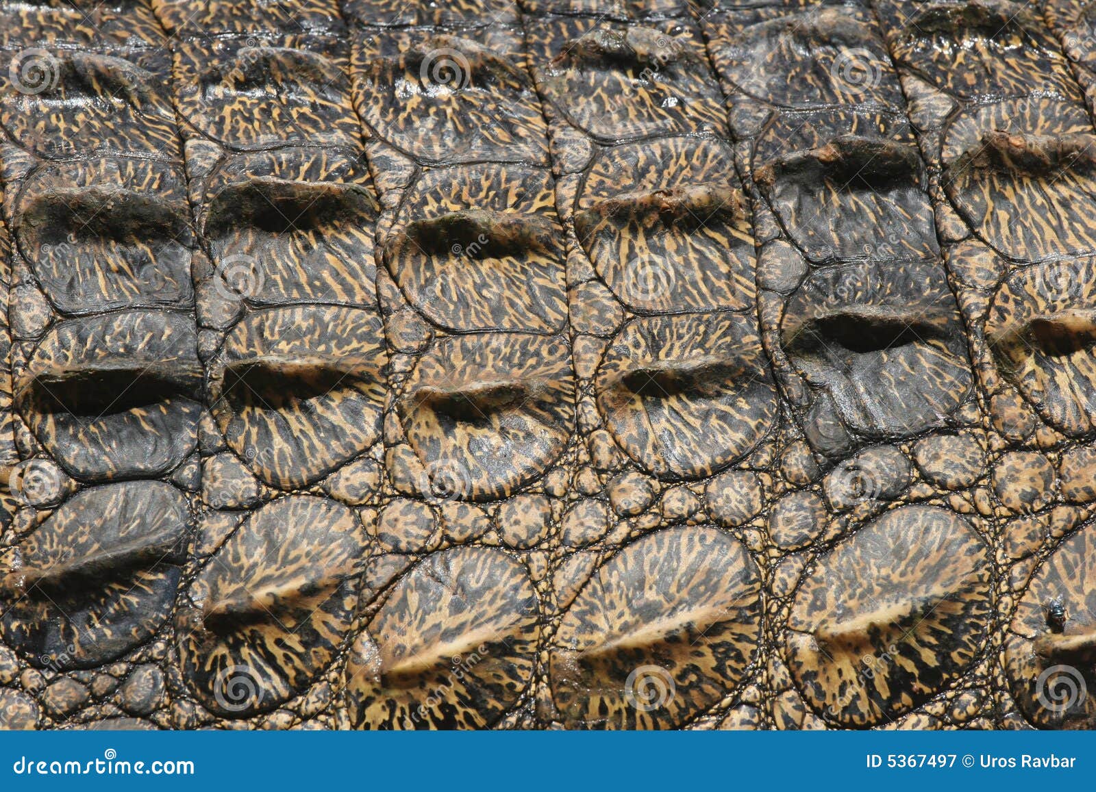 6,638 Pachyderm Photos libres de droits et gratuites de Dreamstime