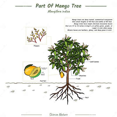 Structures of a Mango Tree stock vector. Illustration of poster - 272673510