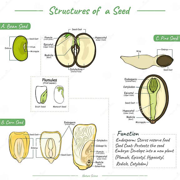 Structures of Seed and Its Functions Stock Vector - Illustration of ...
